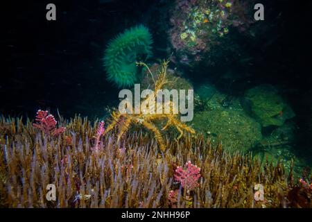 Graceful Decorator Crab, Oregonia gracilis, at Point of Arches in ...