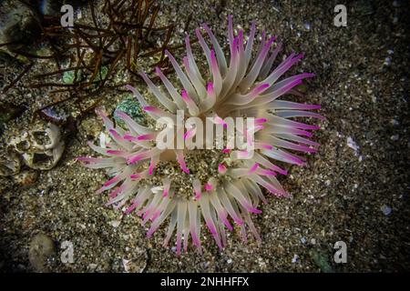 Aggregating Anemone, Anthopleura elegantissima, at Point of arches in ...
