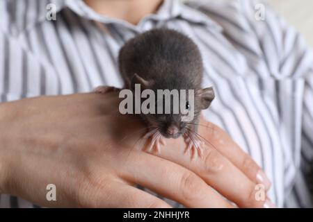 Woman holding cute small rat, closeup view Stock Photo - Alamy