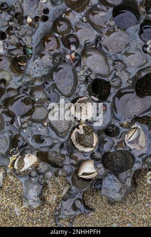Rough Piddock, Zirfaea pilsbryi, borings into sedimentary rock on Shi ...