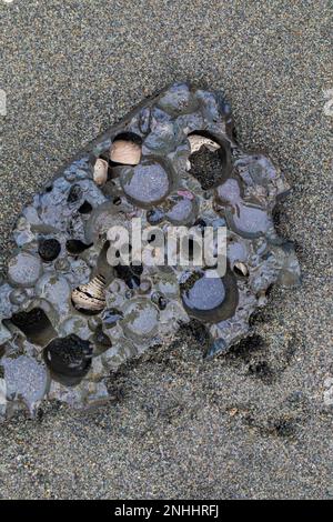 Rough Piddock, Zirfaea pilsbryi, borings into sedimentary rock on Shi ...