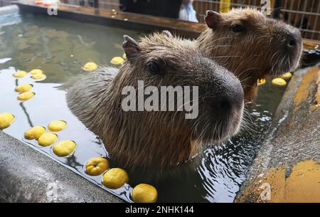 Capybaras relax to take a hot spring citrus bath at Nagasaki BIO Park ...