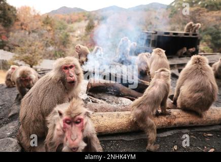 A troop of Japanese monkeys cuddle around a bonfire for warmth at Japan ...