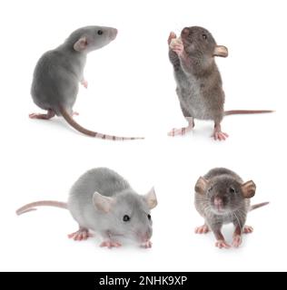 Set of cute little rats on white background. Banner design Stock Photo ...