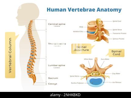 Vertebrae spinal cord anatomy infographics with body silhouette with ...