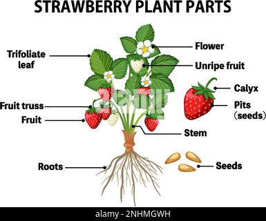 Strawberry plant parts diagram illustration Stock Vector Image & Art ...