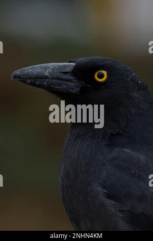 Pied Currawong - Australian Native Bird Stock Photo - Alamy