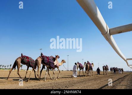 Remote controlled robot jockeys at camel racing at Dubai Camel Racing ...