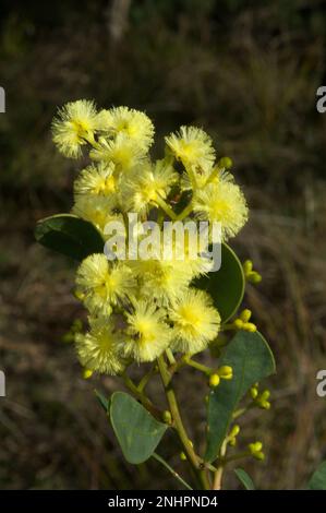 Springtime in Australia is Wattle time - glorious golden flowers ...