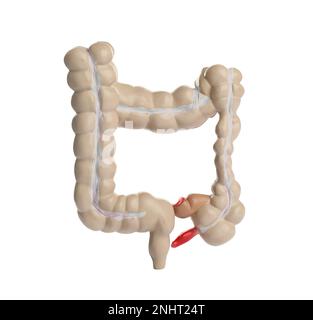 Anatomical model of large intestine on white background, collage ...