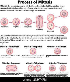 Process of mitosis phases with explanations illustration Stock Vector Image & Art - Alamy