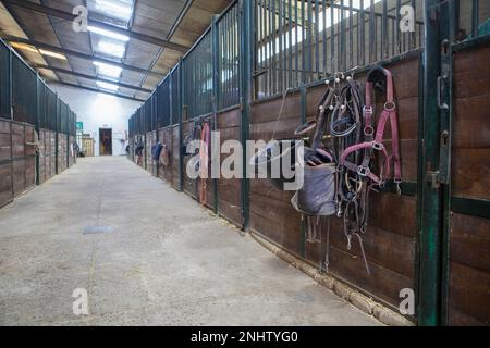 Horse stable corridor. Equestrian facility created for accommodating ...