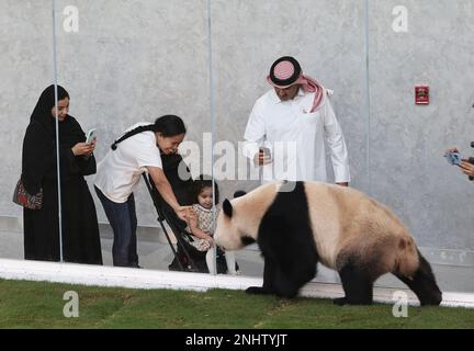 Giant panda Si Hai is seen at the Panda House at Al Khor Park in Doha ...