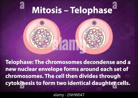 Process of mitosis telophase with explanations illustration Stock ...