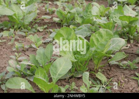 A Green Spinach Palak plant in the field for harvest are cash crops ...