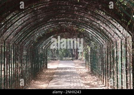 Green garden tunnel made of climbing plants for tourist Stock Photo - Alamy