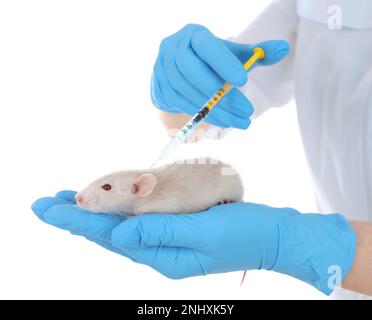 Scientist with syringe and rat on white background, closeup. Animal ...
