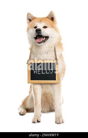 Adorable dog with Hello sign on white background Stock Photo - Alamy