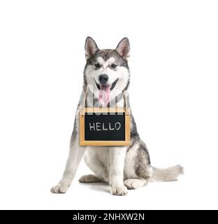 Adorable dog with Hello sign on white background Stock Photo - Alamy