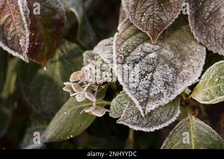 Damaged Hydrangeas,Hydrangea macrophylla, and affected growth due ...