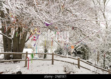 Ribbon Tree, Colourful ribbons, clooties and bands tied onto branches ...