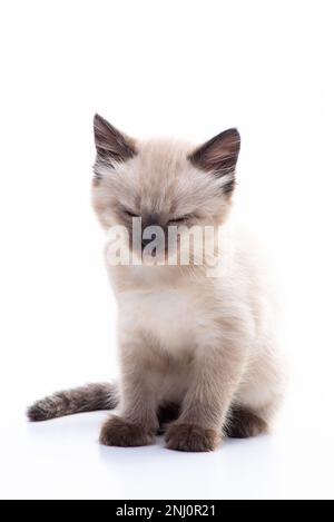 Cute kitten with blue eyes sits in green grass Stock Photo - Alamy