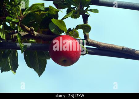 Single Dessert Apple 'Red Devil' (Malus Domestica) grown in the Orchard ...