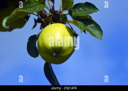 Single Pale Green 'Keswick Codlin' Cooking Apple ('Malus Domestica ...