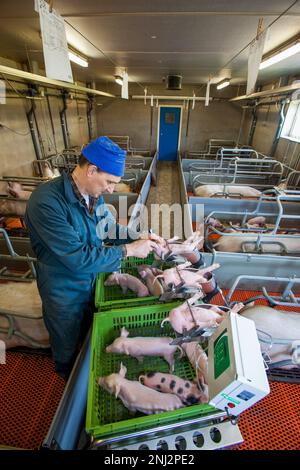 Castrating on pig breeding farm Stock Photo - Alamy