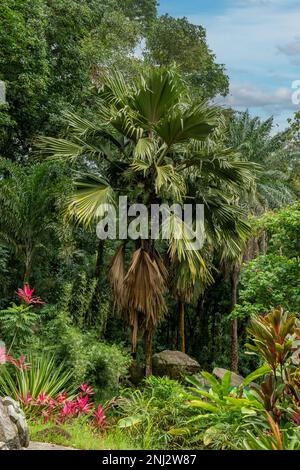 Coco de mer tree, Lodoicea maldivica, in the Seychelles Stock Photo - Alamy