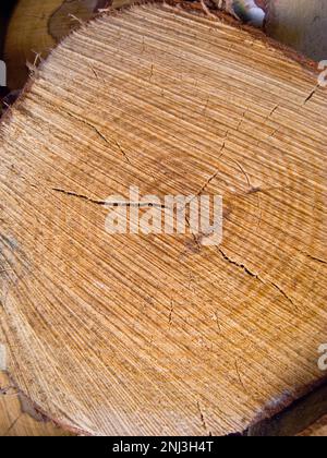 Backgrounds, Wood, Section cut through timber showing rings and growth ...