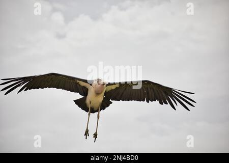 Full body shot of an African marabou during its landing on a grassland ...