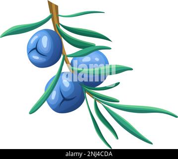 juniper branch cartoon vector illustration color sign Stock Vector ...