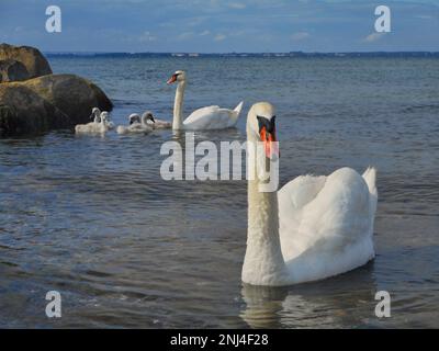 A closeup shot of a black swan family with duckling at Cochrane Lagoon ...
