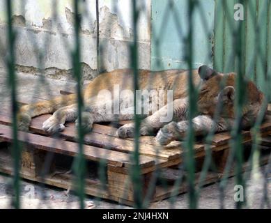 Caged Puma. Skopje Zoo March 2004. These photographs led to a number of ...