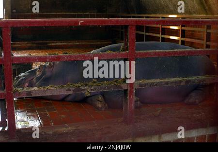 Caged hippo. Skopje Zoo photographed March 2004. These photographs led ...