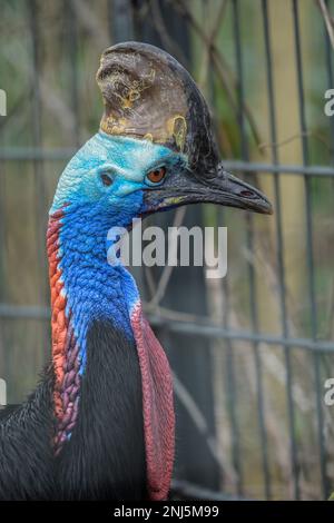 Helmkasuar, Zoologischer Garten, Tiergarten, Mitte, Berlin, Deutschland ...