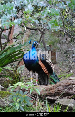 Striking Peacock Male Bird Stock Photo - Alamy