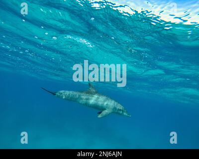 Full body shot of a dolphin, sunlight speckles on its skin, a second ...