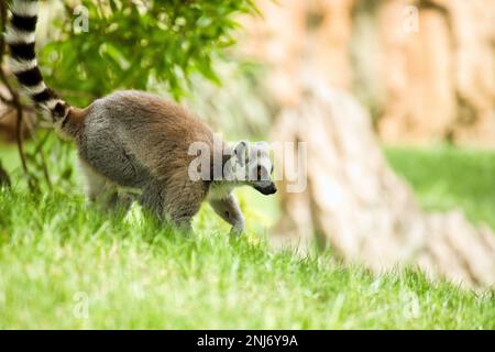 Full body shot of a lemur taken from the side in a meadow, with a rock ...
