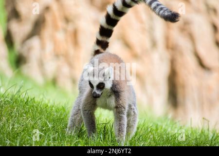 Full body shot of a lemur taken from the side in a meadow, with a rock ...