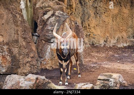 Full body shot of a bongo with rocky background Stock Photo - Alamy