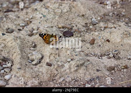 A closeup shot of a large black kite silhouette with a background of a ...