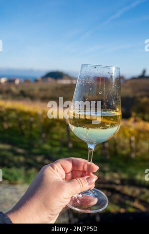 Txakoli vineyards. Getaria. Gipuzkoa. Basque Country. Spain Stock Photo ...