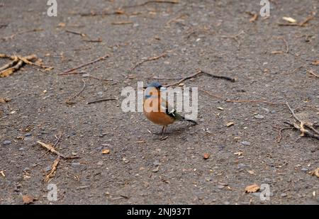 Left to right, standing: F H Jarvis*; Wing Commander Louis Greig; Miss ...