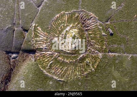 Ammonite with algae, Kimmeridge Bay, Isle of Purbeck, Jurassic Coast ...