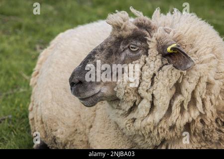 Suffolk Romney Cross sheep on the farm Stock Photo - Alamy