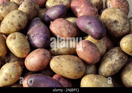 the stack of freshly harvested unwashed different sorts of potato ...