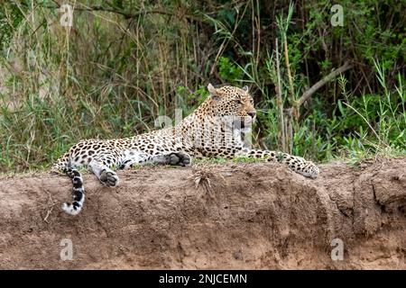 Leopard on a Cliff over the Sand River in South Africa Stock Photo - Alamy