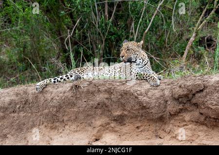Leopard on a Cliff over the Sand River in South Africa Stock Photo - Alamy